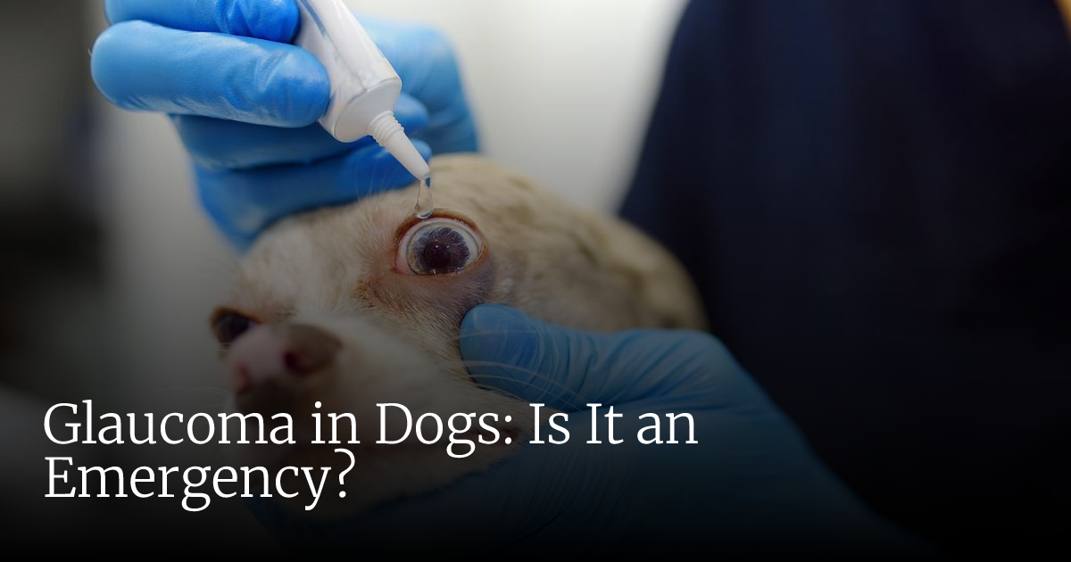 Glaucoma in Dogs: Urgent Signs and Immediate Care Tips