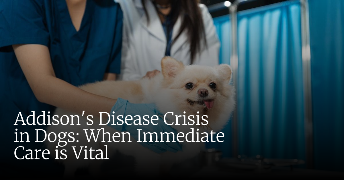 Addison’s Disease Crisis in Dogs: Urgent Symptoms and Immediate Action