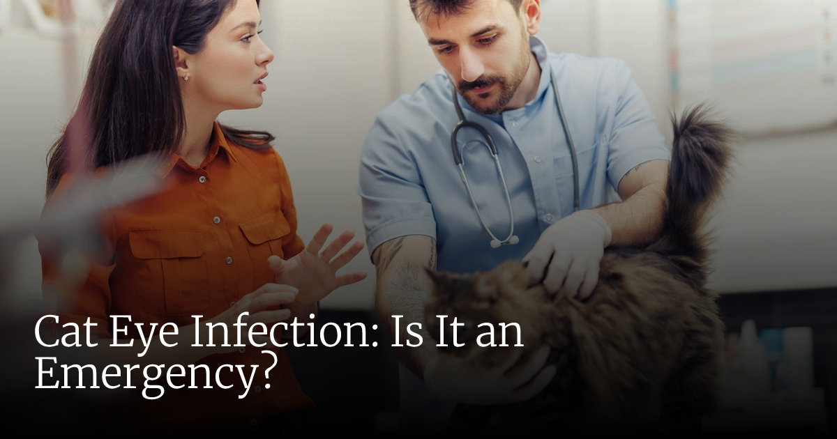 Cat Eye Infection: Is It an Emergency? Signs to Watch For and Immediate ...