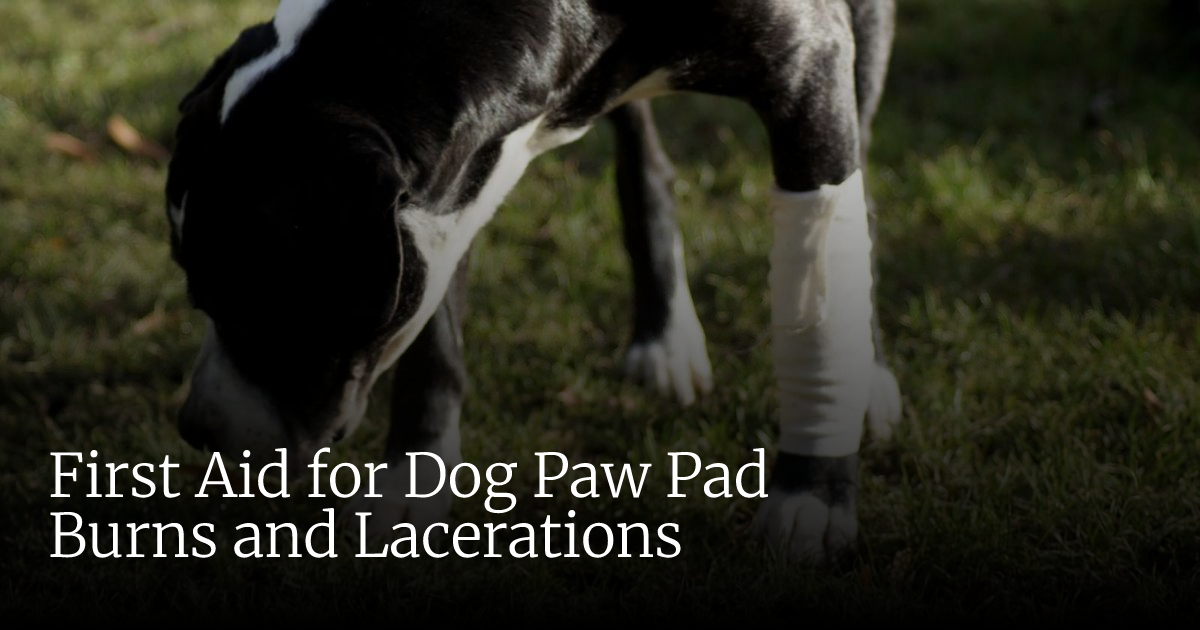 First Aid for Dog Paw Pad Burns and Lacerations: Urgent Steps to ...