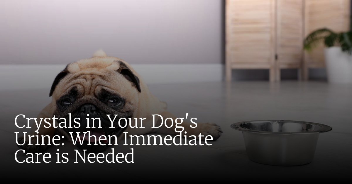Crystals in Your Dog’s Urine: Signs, Risks, and When Immediate Care Is ...