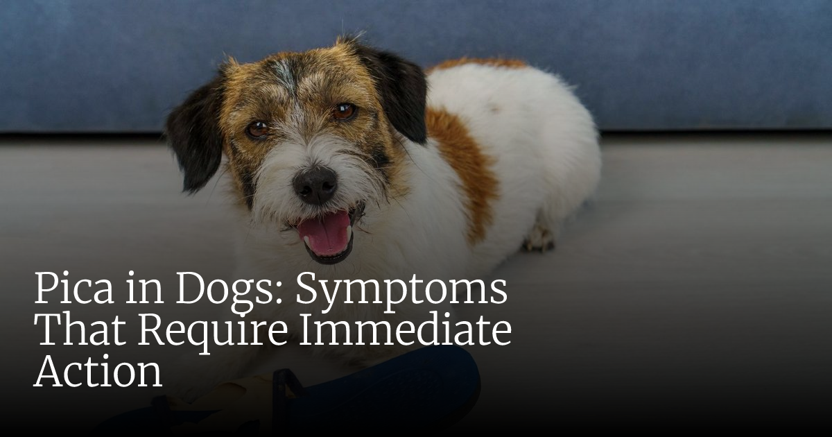 Pica in Dogs: Critical Signs and Urgent Steps to Protect Your Pet