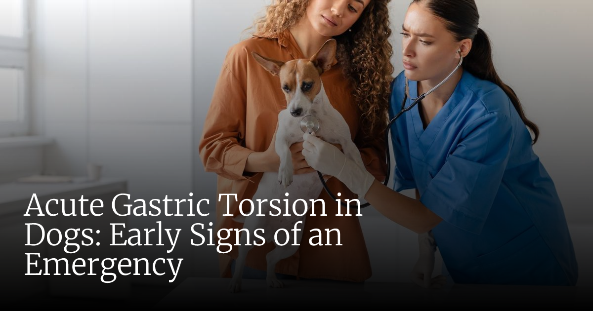 Acute Gastric Torsion (GDV) in Dogs: Critical Signs & When to Get ...