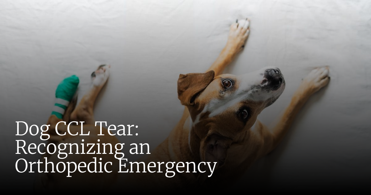 Dog CCL Tear: Emergency Signs, Urgent Steps, and Care Options
