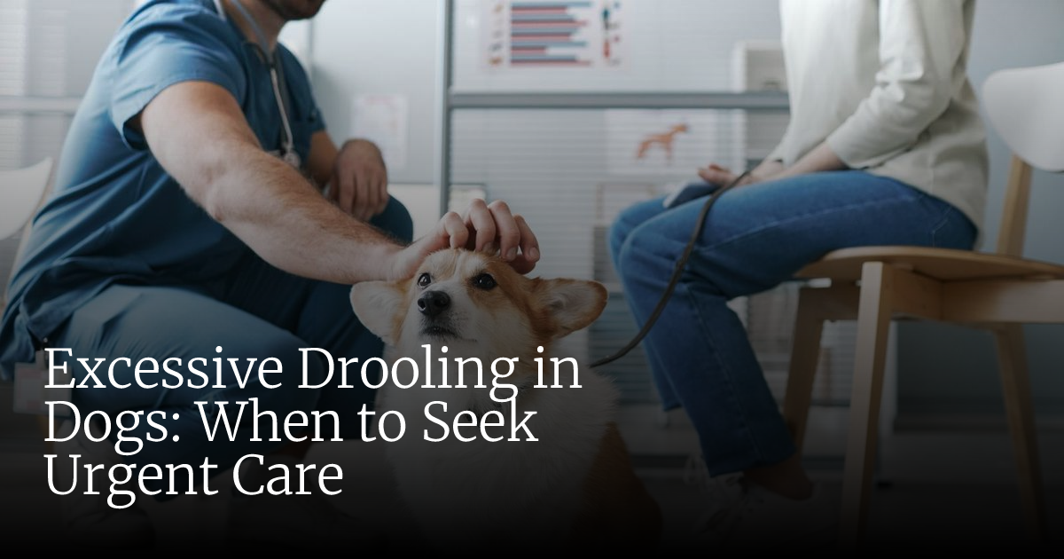 Excessive Drooling in Dogs: When to Seek Urgent Care for Safe, Quick Help