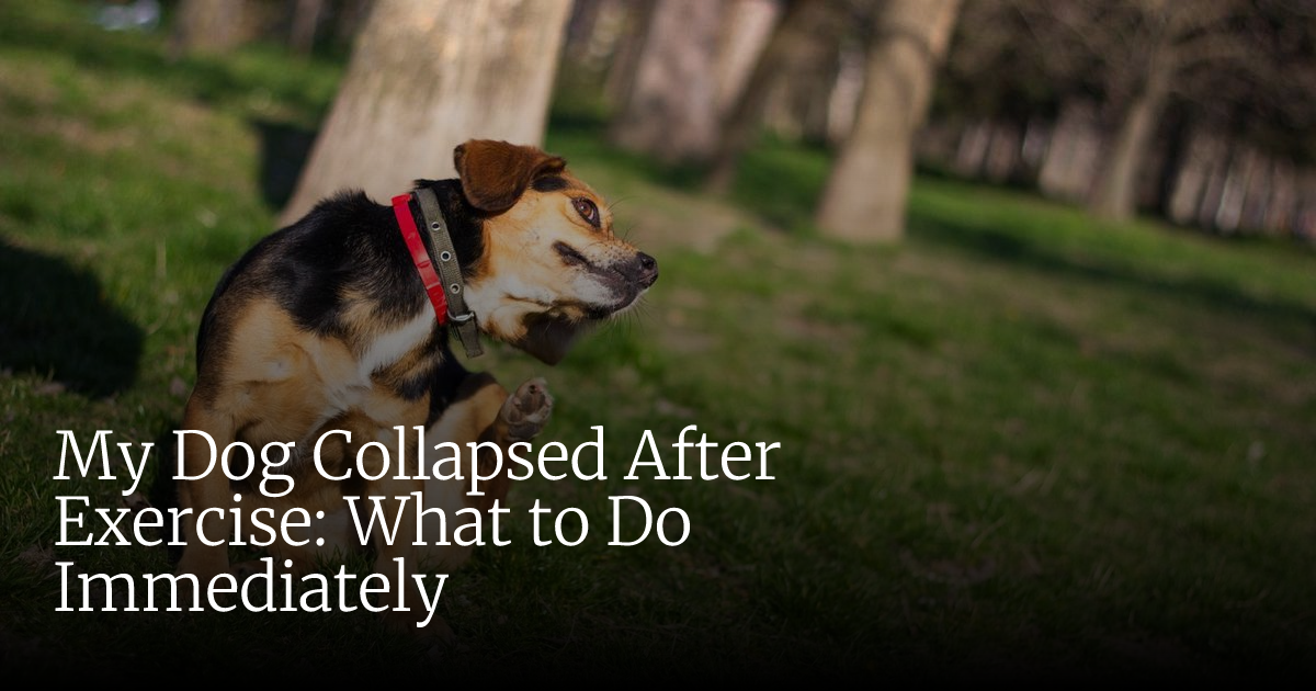 My Dog Collapsed After Exercise: Your Immediate Action Plan