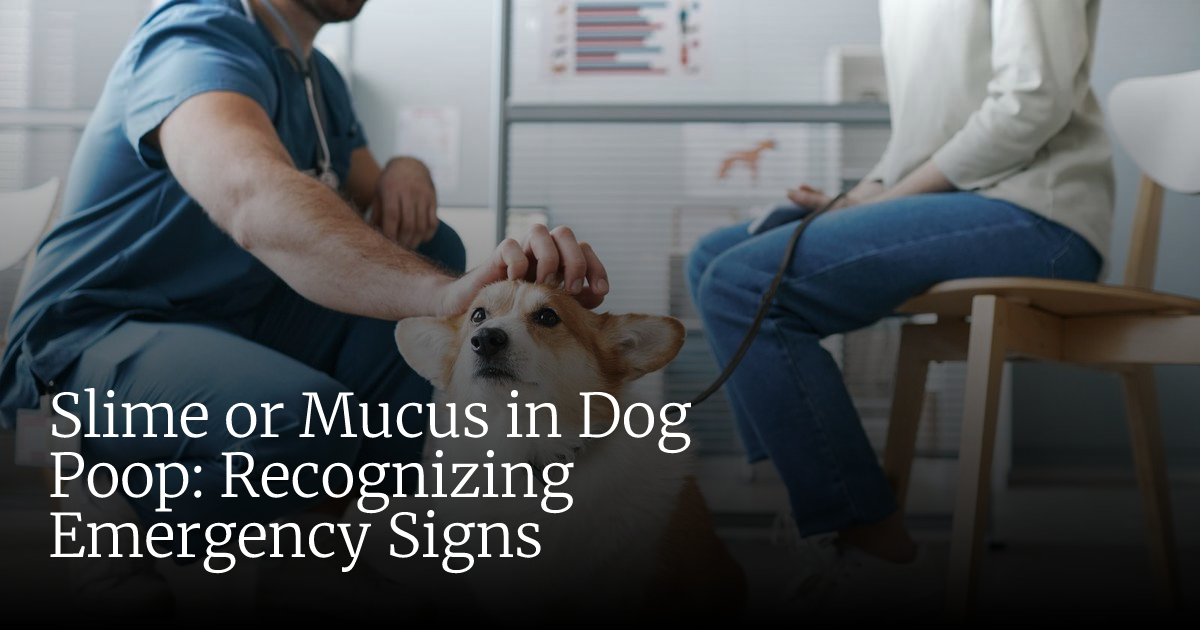 Slime in Dog Poop: Recognizing Emergency Signs & When to Seek Care