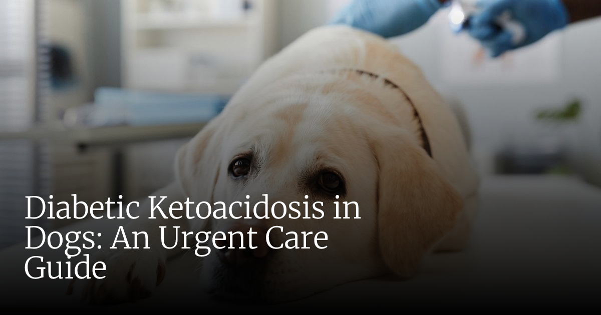Diabetic Ketoacidosis in Dogs: Urgent Care Guide & Warning Signs