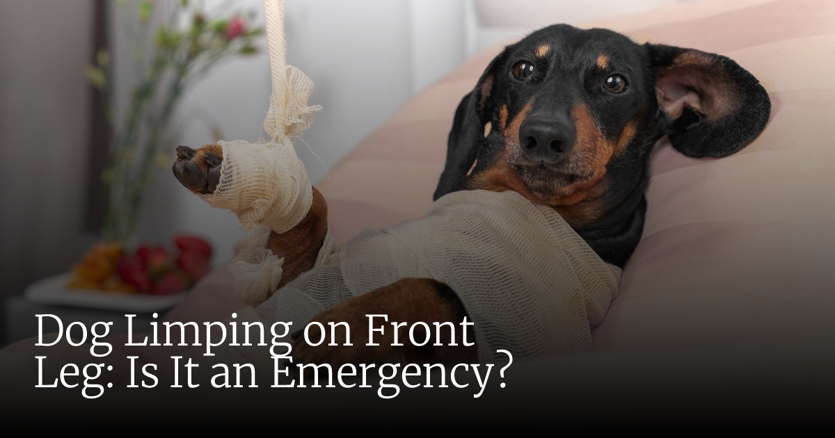 Dog Limping on Front Leg: Emergency Signs, Causes, and Next Steps