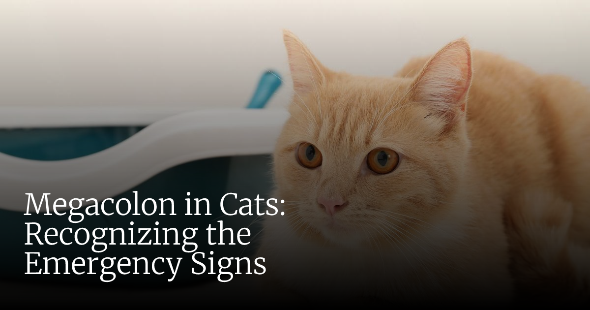 Megacolon in Cats: Emergency Symptoms and Fast Action Steps