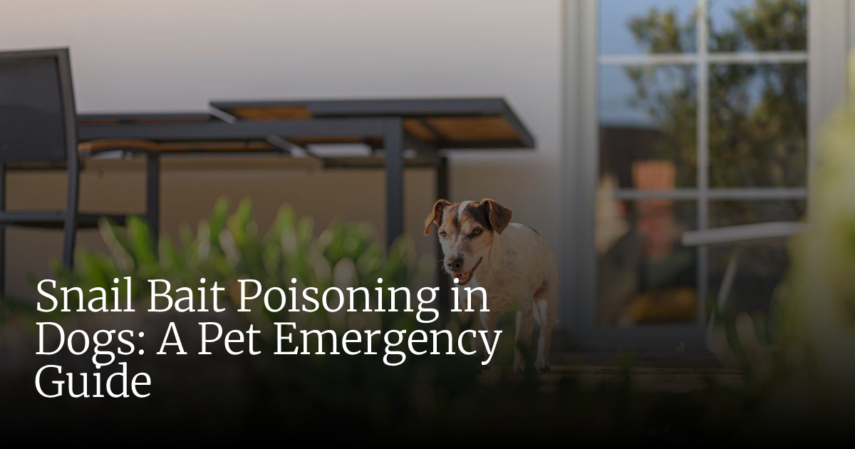 Snail Bait Poisoning in Dogs: Emergency Guide & Critical Steps