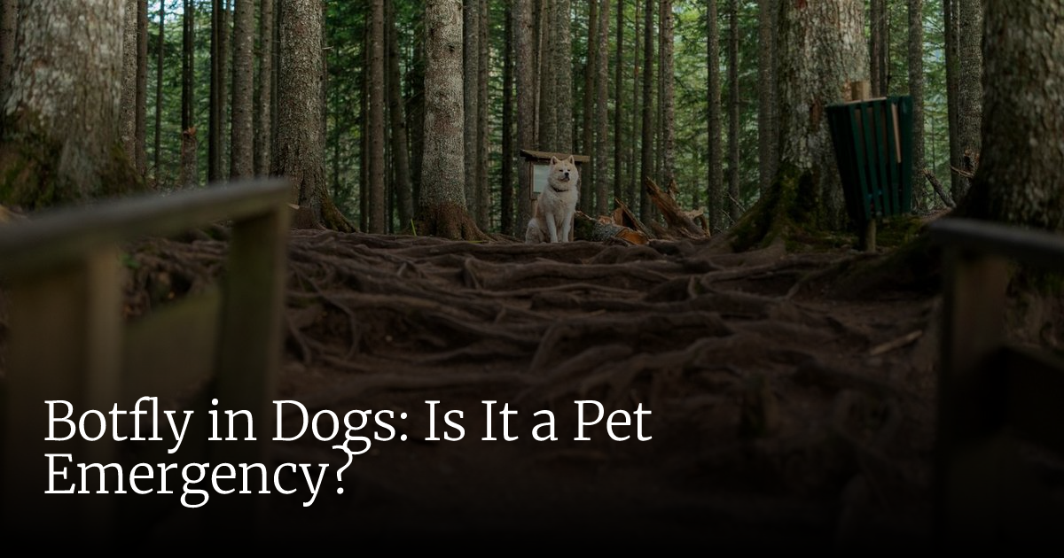 Botfly in Dogs: Is It an Emergency? Causes, Symptoms & Next Steps