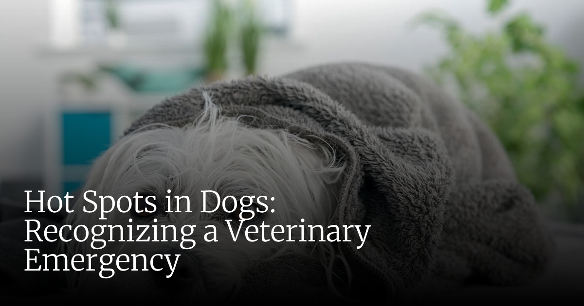 Hot Spots in Dogs: Recognizing a Veterinary Emergency for Rapid Relief