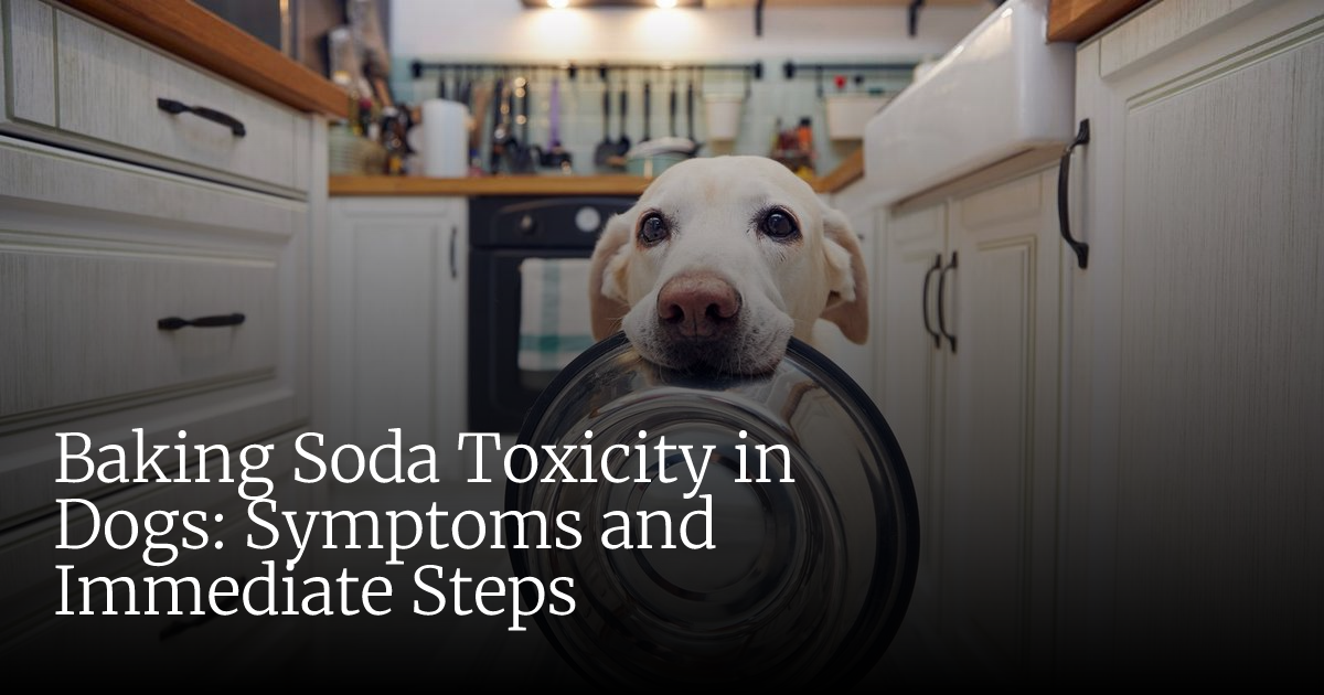 Baking Soda Toxicity in Dogs: Urgent Symptoms and Immediate Steps
