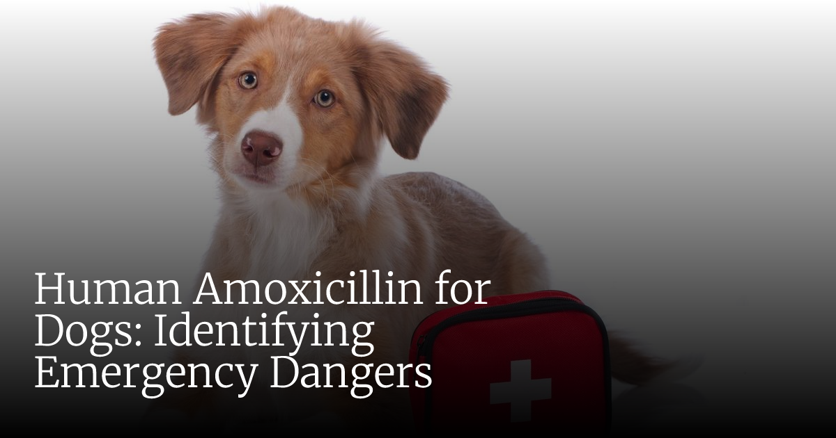 Human Amoxicillin for Dogs: Emergency Risks & Safer Alternatives