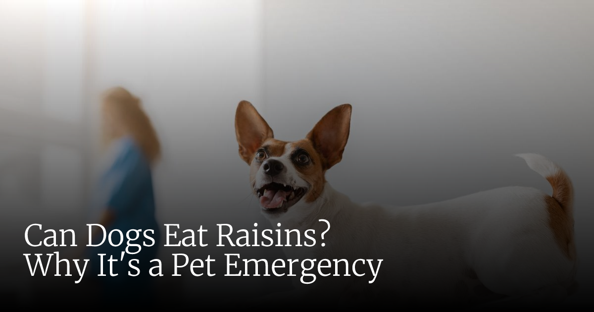 Can Dogs Eat Raisins? Recognizing the Emergency and Taking Immediate Action