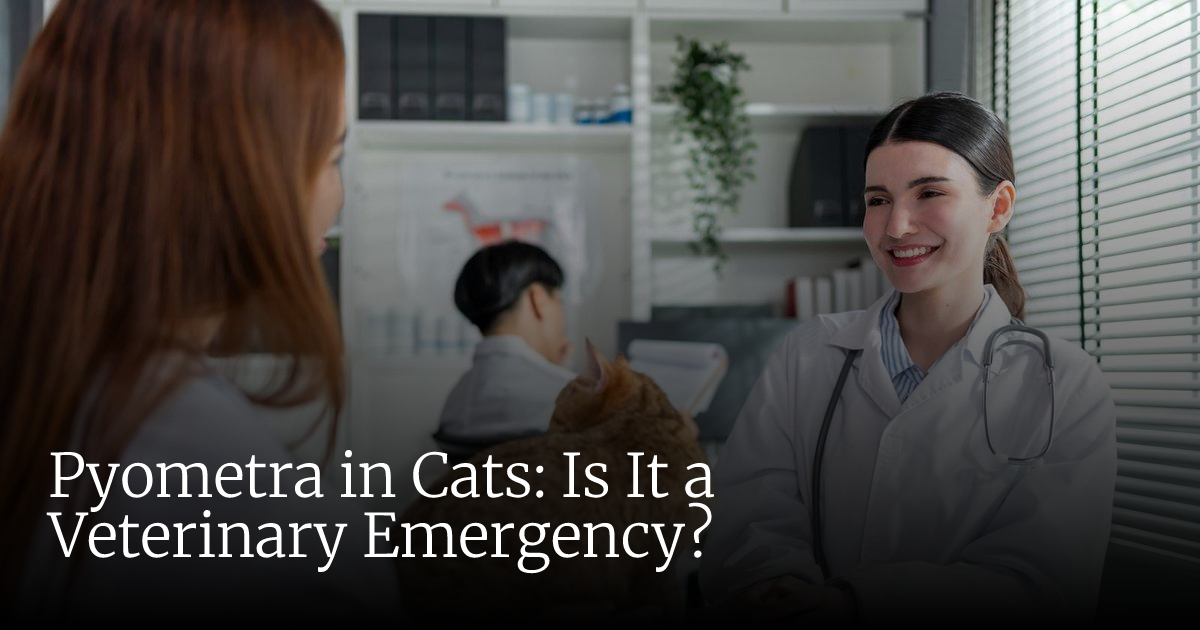 Pyometra in Cats: Signs, Treatment, and When It’s an Emergency
