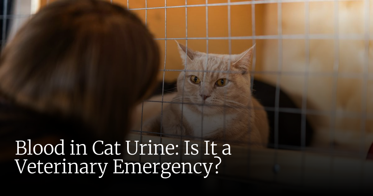 Blood in Cat Urine: Causes, Urgent Symptoms, and When It’s an Emergency