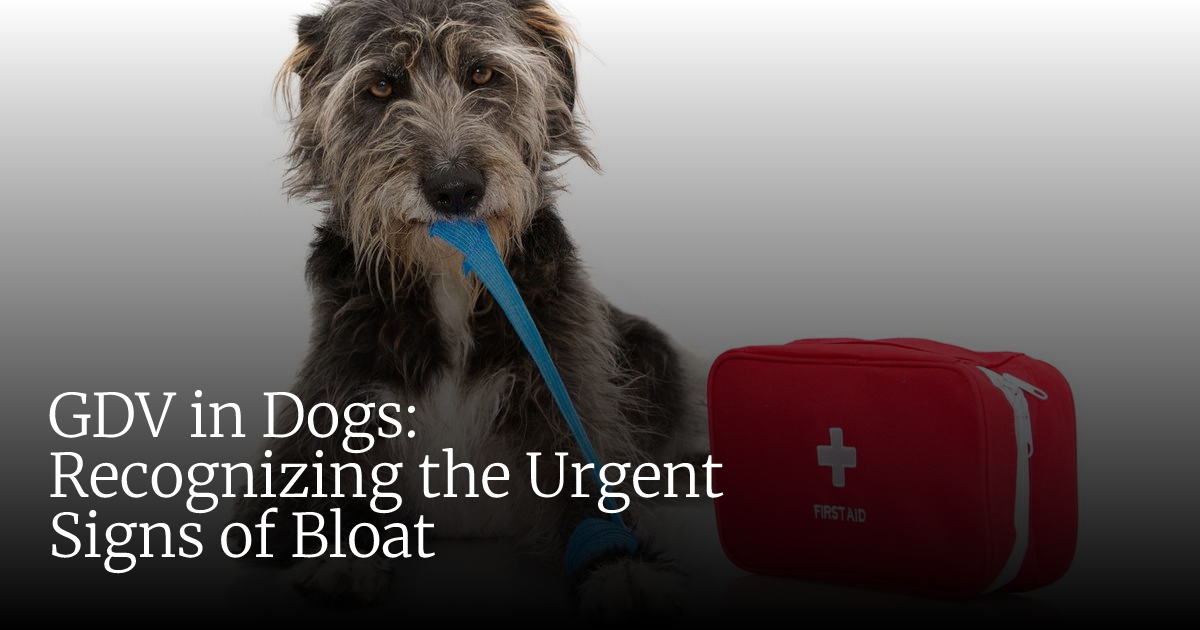 GDV in Dogs: Recognizing Bloat Symptoms and When It’s an Emergency