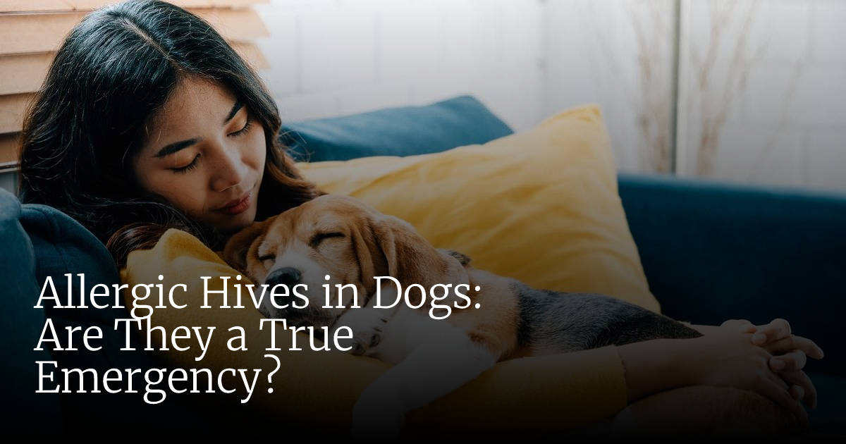 Allergic Hives in Dogs: When They’re an Emergency & How to Help