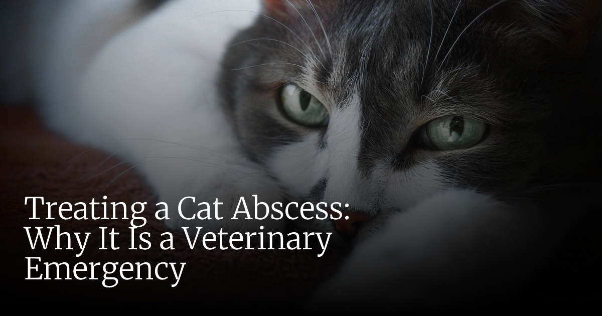 Treating a Cat Abscess: Emergency Steps to Protect Your Pet
