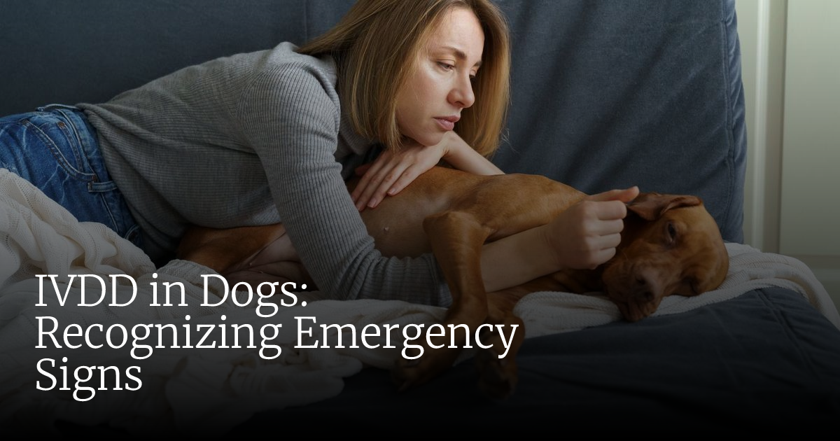 IVDD in Dogs: Emergency Signs & Fast Action Steps