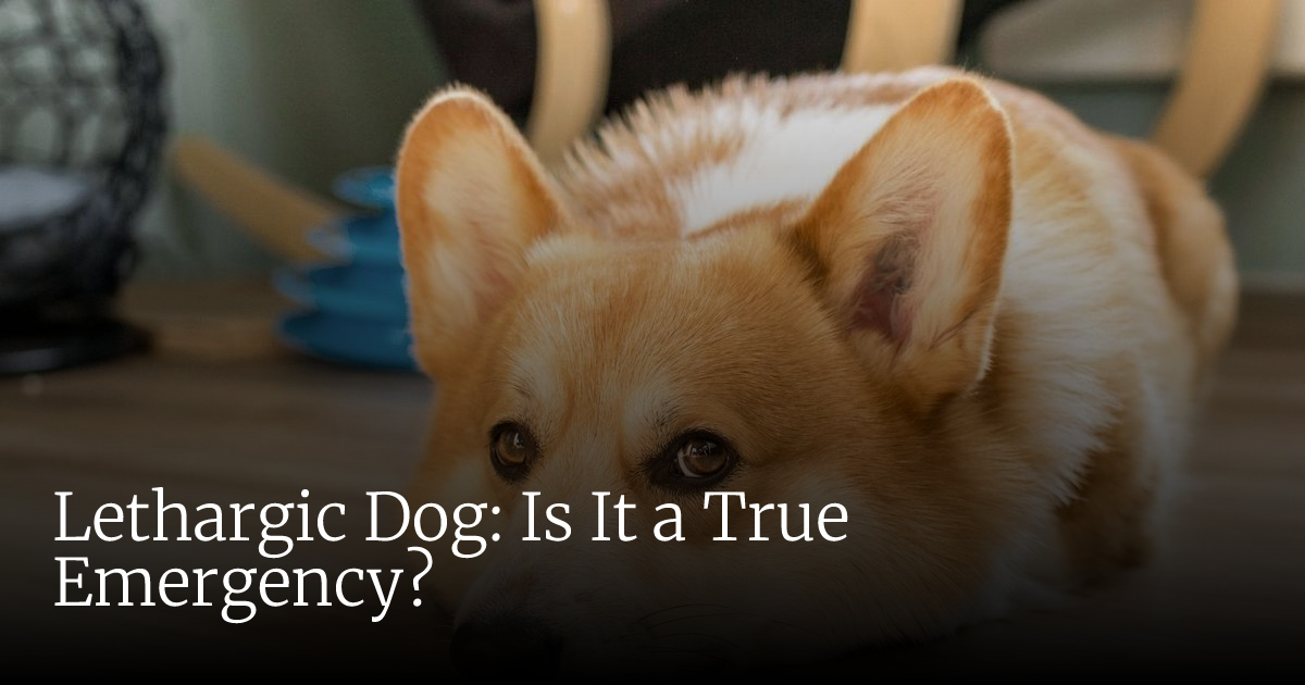 Lethargic Dog: How to Tell If It’s an Emergency & What to Do