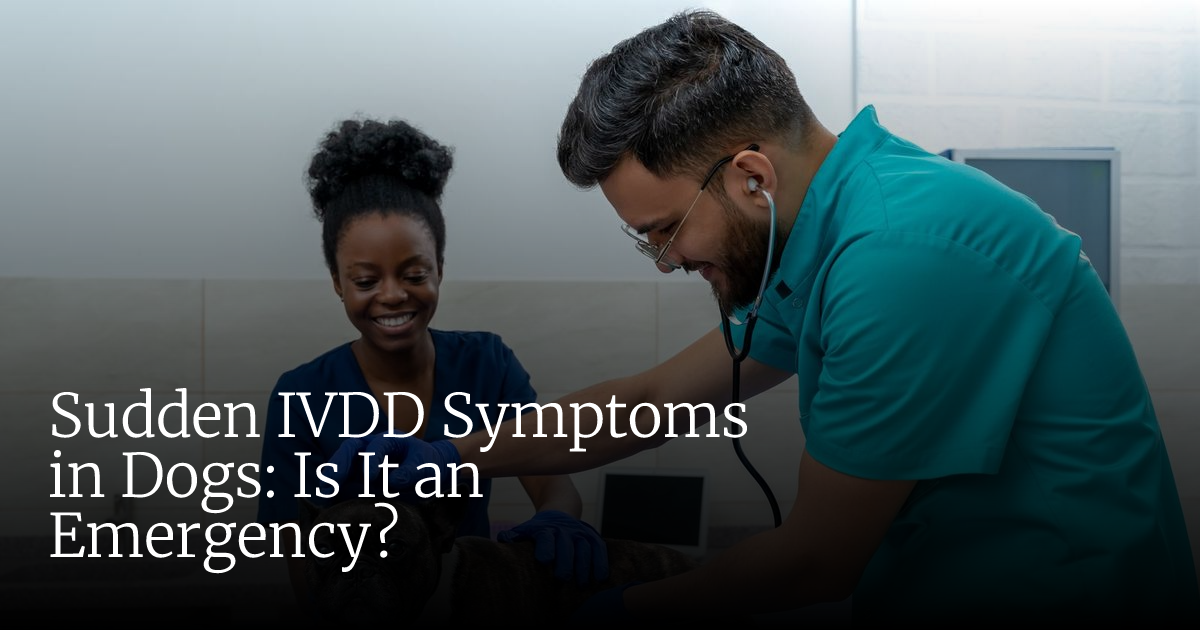 Sudden IVDD Symptoms in Dogs: Is It an Emergency?