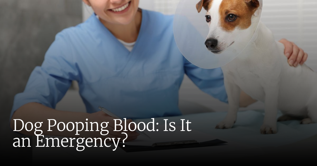 Dog Pooping Blood: Is It an Emergency? | Immediate Care Guide