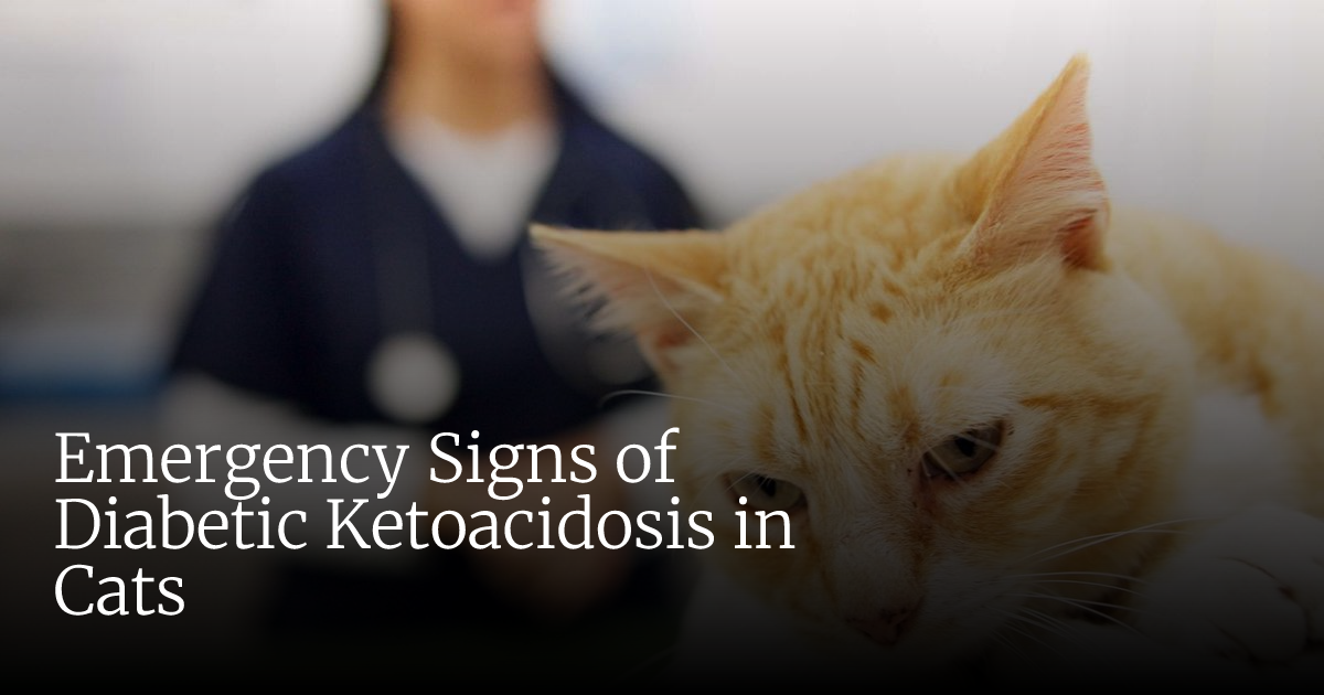 Emergency Signs of Diabetic Ketoacidosis in Cats: What You Need to Know ...