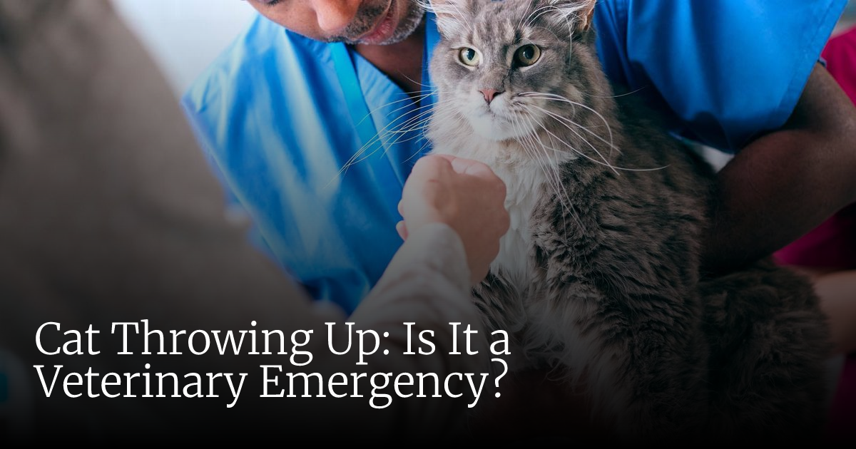 Cat Throwing Up: Signs, Urgent Steps, and When It’s an Emergency