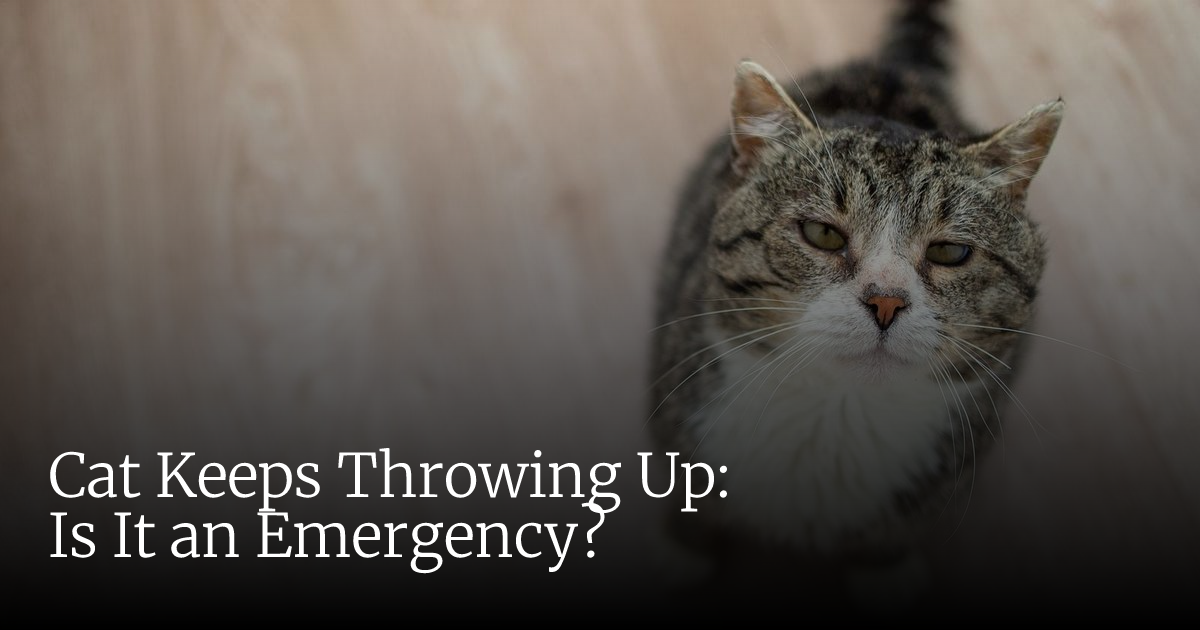 Cat Keeps Throwing Up: Is It an Emergency? Causes, Warning Signs, and ...