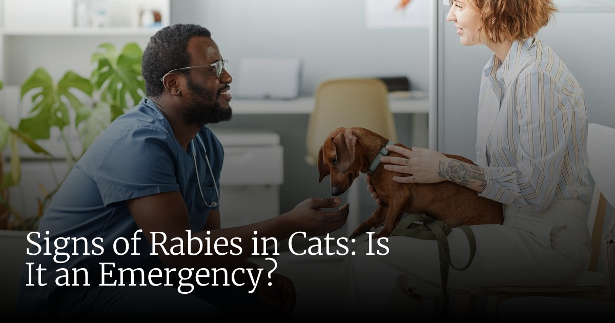 Signs of Rabies in Cats: Urgent Symptoms & When to Seek Care