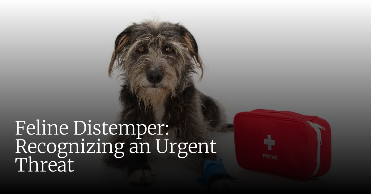 Feline Distemper: Urgent Signs and What to Do